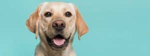 The 7 Best Dog Foods for Labradors [ 2021 Reviews ]
