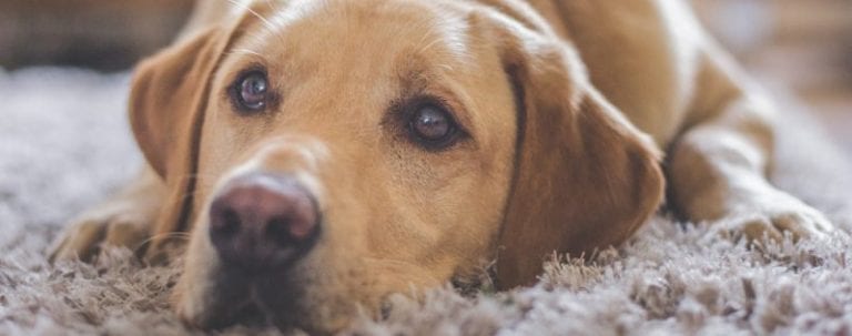 The 7 Best Dog Foods for Labradors [ 2021 Reviews ]