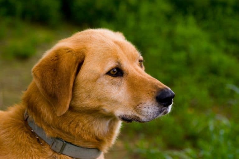 Miniature Labradors - Everything You Could Want to Know!